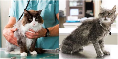 Hyperthyroidism In Cats What Every Cat Owner Needs To Know