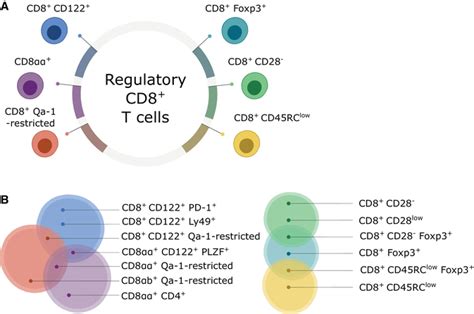 Proposed Subsets Of CD8 Treg Cells A Multiple Subsets Of CD8 T