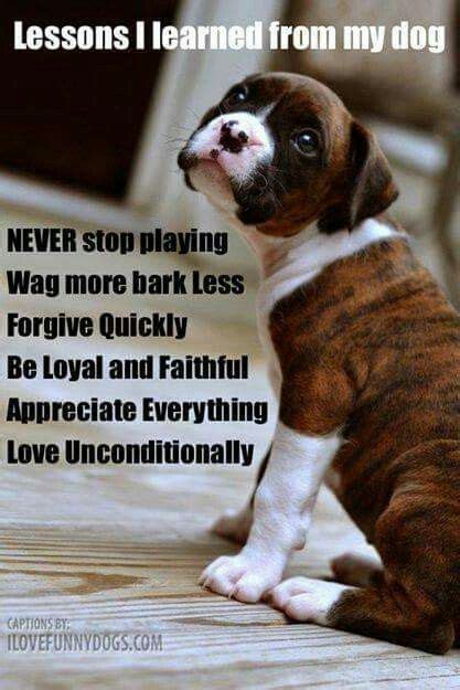 15 Best Boxer Dog Quotes And Sayings