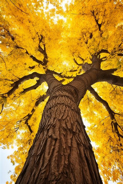 노란 단풍이 있는 단풍나무 꼭대기 배경 배경 화면 및 일러스트 무료 다운로드 Pngtree
