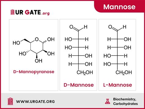Mannose Structure Properties Biological Importance And Metabolism Ur Gate