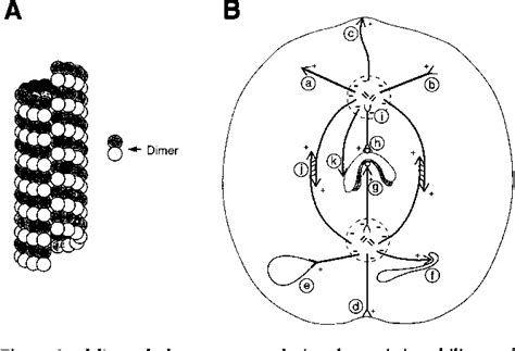 Figure 1 From 1 Early History The Dynamic Equilibrium Model