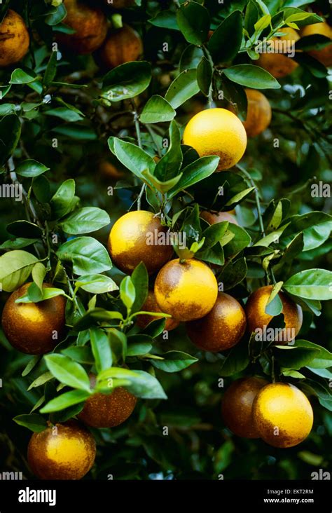 Citrus Rust Mite Damage Hi Res Stock Photography And Images Alamy