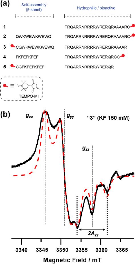A Self Assembling Peptides Labeled With Tempo Mi Radical Groups B Download Scientific