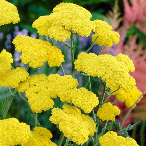 Achillea Moonshine Yarrow Gardeners Dream