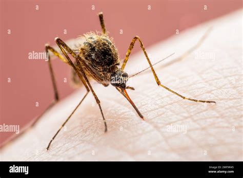 Malaria Infected Mosquito Bite Leishmaniasis Encephalitis Yellow