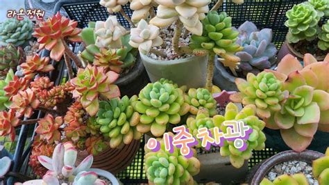 24 06 21 이중 차광은 언제 할까요 다육 다육식물 다육이succulent Korean Succulent Plants 차광막 베란다다육 Youtube