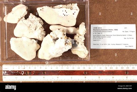 Madracis Pharensis 29 Mar 2017ej 74 1497 Madracis Pharensis Stock