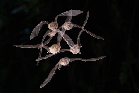 45 Facts About Bats Ohmyfacts