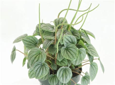 Peperomia Frost Care And Propagation Homes Pursuit