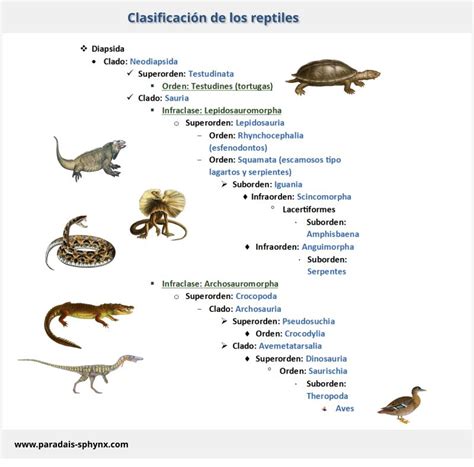 Clasificación De Los Reptiles Guía Completa Y Fácil De Entender Tortugas
