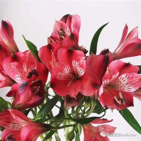 紅色水仙百合 · 小歡喜 每日頭條