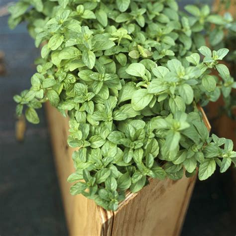 Pennyroyal Plant Care And Growing Guide