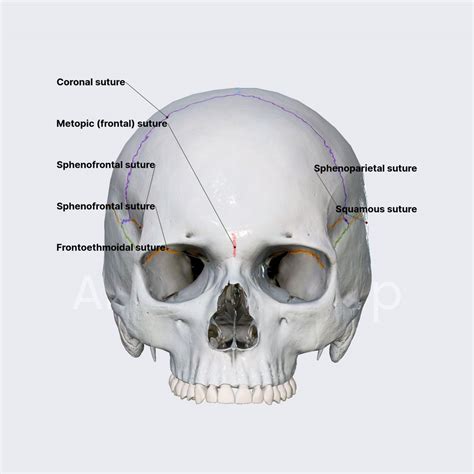 Frontal Suture