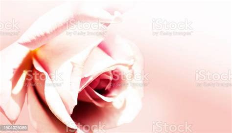 장미가 있는 섬세한 배경 파스텔 배경 차분한 색상 텍스트를 삽입할 위치입니다 카드 및 배너용 배경에 대한 부드러운 스타일의 달콤한 색상 장미 0명에 대한 스톡 사진 및 기타