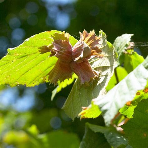 Cosford Cobnut Tree Corylus Avellana Roots Plants
