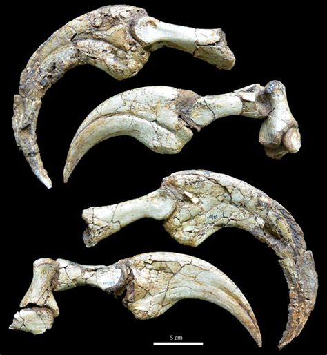 Brachiosaurus Fossil