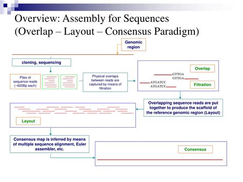 Ppt Whole Genome Optical Mapping Powerpoint Presentation Free
