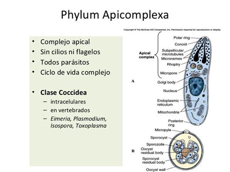 Apicomplexa