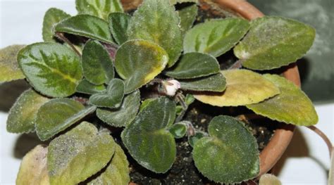 Why African Violet Leaves Turn Yellow Common Factors And Fixes Home