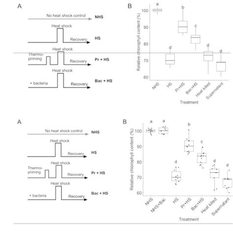 Ms Agar Plate Based Heat Shock Bioassay Arabidopsis Seedlings