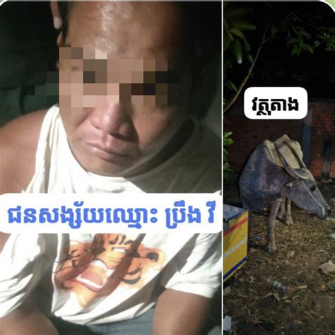 ម្ចាស់ក្របីចាប់ឃាត់ជនសង្ស័យប្រគល់ឱ្យសមត្ថកិច្ចពាក់ព័ន្ធករណីលួចសត្វក្របី សារព័ត៌មាន នគរវត្ត