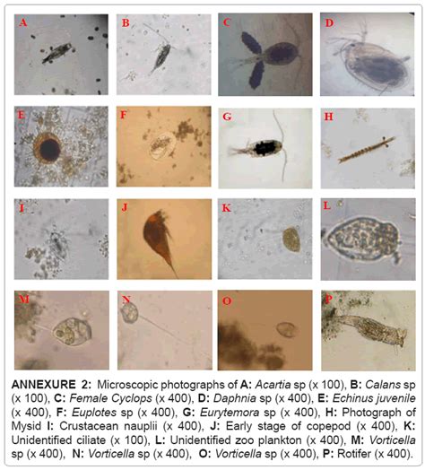 Impact Of Water Quality On Species Composition And Seasonal Fluctuation Of Planktons Of