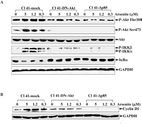 Figure 3 From Essential Roles Of Pi 3k Akt Ikkβ Nfκb Pathway In Cyclin D1 Induction By Arsenite