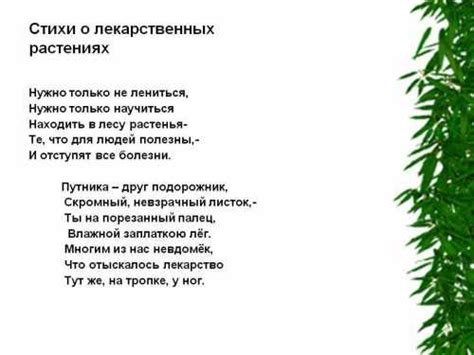Как нарисовать комнатное растение поэтапно детям Тема недели «Комнатные растения Рисование с