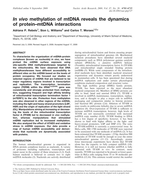 Pdf In Vivo Methylation Of Mtdna Reveals The Dynamics Of Protein