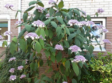 Hydrangea Aspera Rough Leaved Hydrangea World Of Flowering Plants