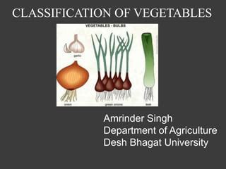 Classification Of Vegetable Pptx