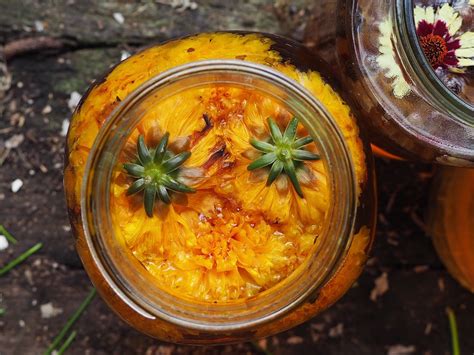 Dyeing Sunshine Natural Dye With Coreopsis Flowers Petalplum