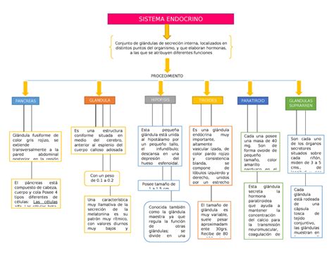 Mapa Conceptual Del Sistema Endocrino ¡guía Paso A Paso