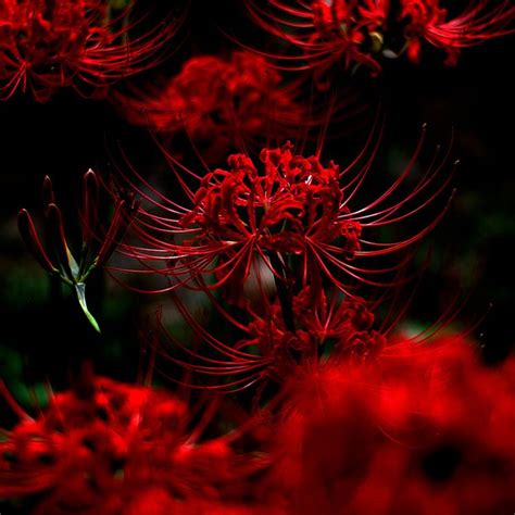 Red Spider Lily Red Spider Lily Red Aesthetic Flower Aesthetic