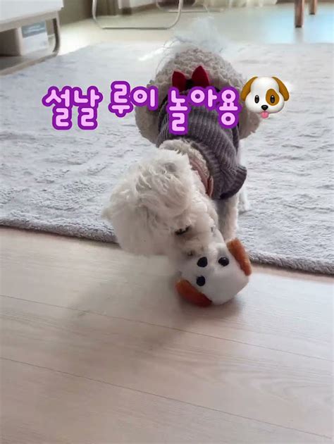 🎀 프린세스 마스코트 루이 설날에 신났습니다🐶🐶🐶🐶🐶🐶🐶프린세스붙임머리 수지구청역붙임머리 용인수지붙임머리 수원붙임머리잘하는곳 홍대붙임머리 청담동붙림머리 Youtube