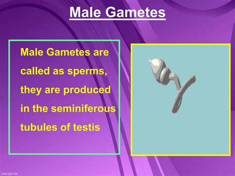Embriology Of Human Ppt