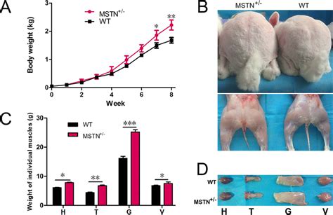 Increased Body Weight And Muscle Mass In Mstn Ko Rabbits A The