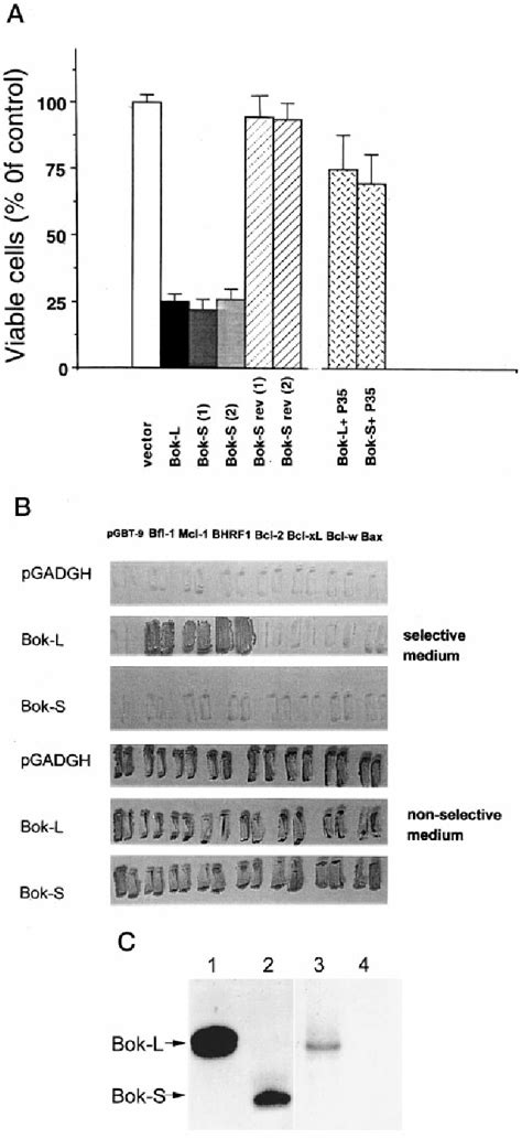 Figure 3 From A Splicing Variant Of The Bcl 2 Member Bok With A