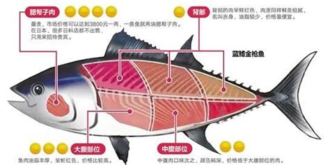 吃金枪鱼有什么好处 经常吃金枪鱼有什么功效