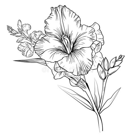 Gladiolus Drawing Outline