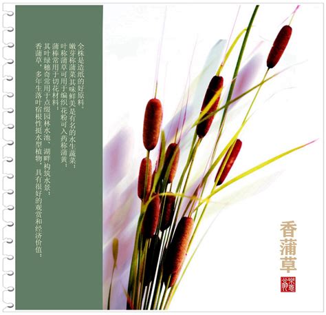 香蒲草摄影图片生态摄影 残荷醉影的摄影博客 太平洋电脑网摄影部落