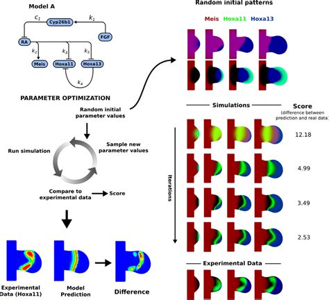 Reverse Engineering Parameter Optimization Of A Regulatory Network In Download Scientific