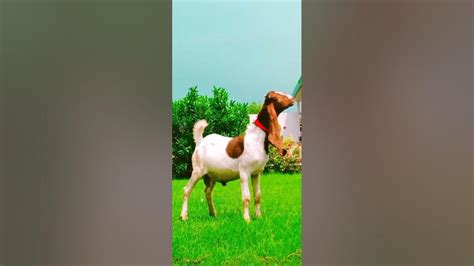 Halani Mandi Lalo Kheet Bhens Colony Sadar Indian Cow