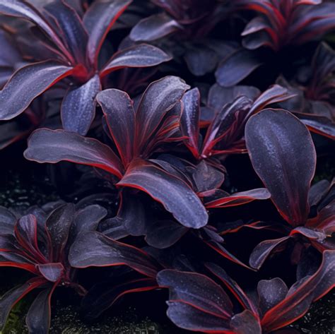 Bucephalandra Sp Theia Digital Illustration Aquatic Plant Art Etsy