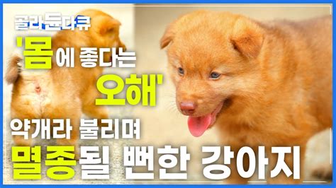 몸에 좋다는 사람들의 오해 때문에 세상에서 사라질 뻔한 토종견│붉은 늑대의 후예를 아시나요│멸종될 뻔한 강아지 불개│한국기행│ 골라듄다큐 Youtube
