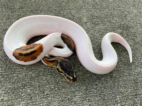 Piebald Ball Python Care Sheet And Breeding Guide