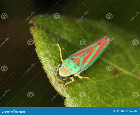 Leaf Hopper Assassin Bug Zelus Renardii Eating A Bee In False Garlic Wildflowers Royalty Free
