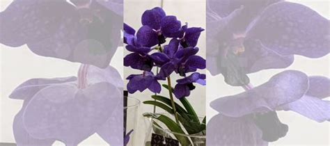 Орхидея синяя в стекле купить в Санкт-Петербурге | Товары для дома и ...