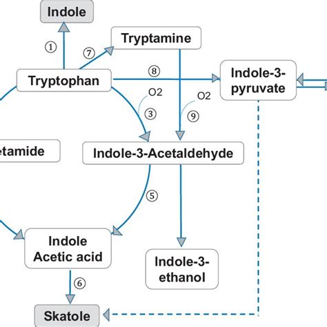 Metabolism Of Tryptophan In Bacteria In Production Of Indole And Download Scientific Diagram